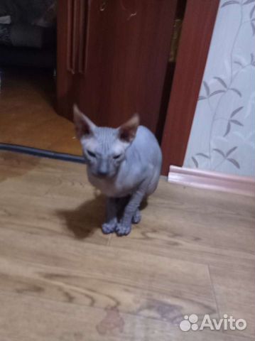 Донской сфинкс (котенок)
