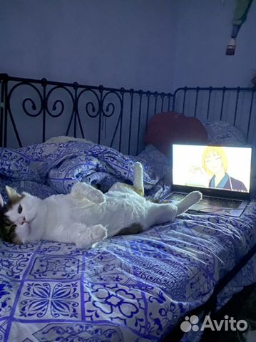 Кот на вязку курильский ботейл