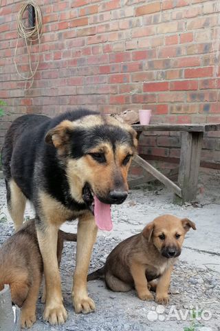 Щенки бесплатно большой собаки