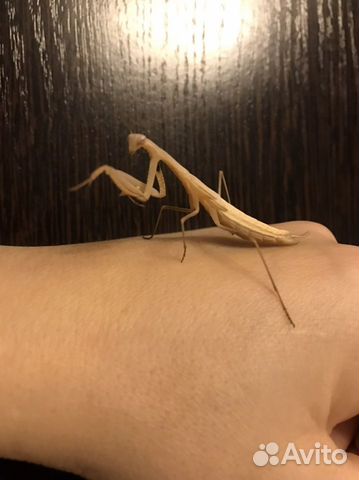 Продам богомола