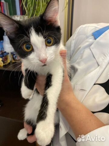 Кошка