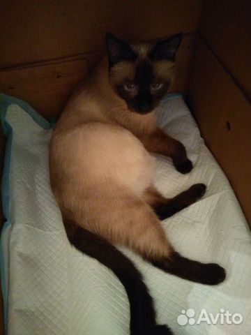 Тайская кошка ищет котика