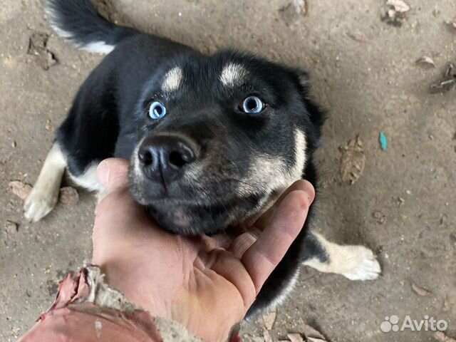 Собака в добрые руки хаски