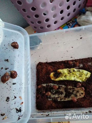 Улитки ахатины