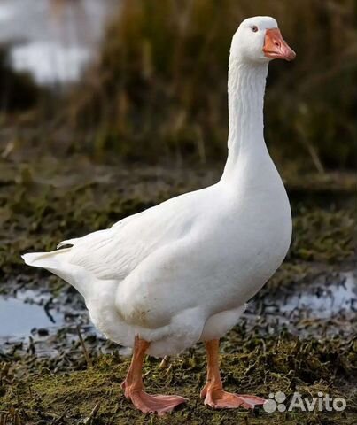 Гуси домашние