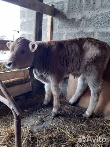 Бычок швицкой породы