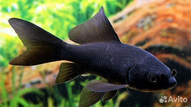 Золотая рыбка,черная комета