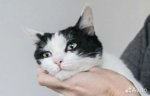 Кот Лукум в добрые руки