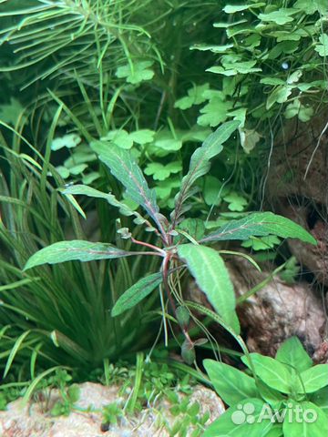 Аквариумные растения