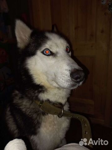 Щенки сибирской хаски