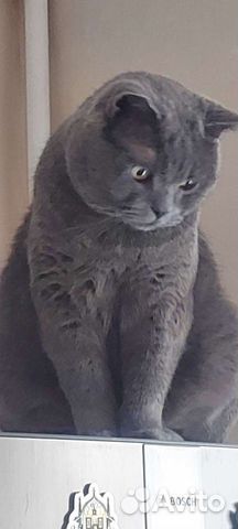 Кот британский в добрые руки