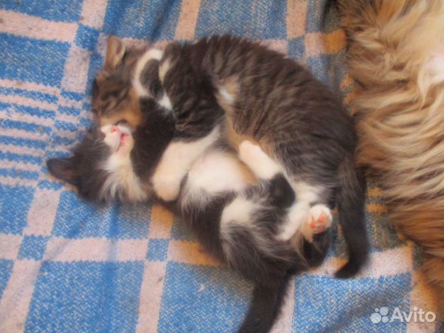 Котята-малыши