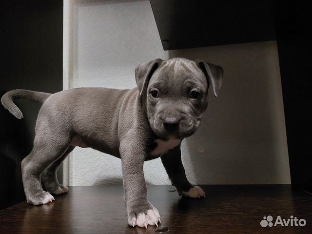 Очень крутая голубая девочка