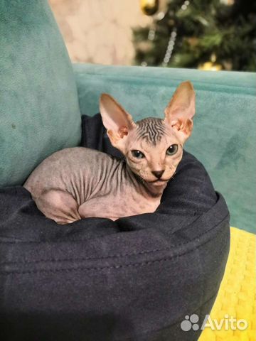 Донской сфинкс