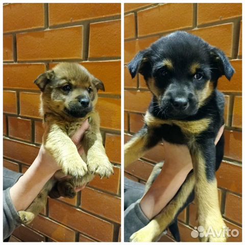 Красивые щенки в добрый дом