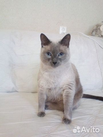 Подарите тайского котенка родившегося 08 12 2021