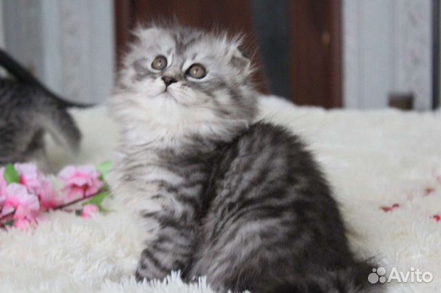 Хайленд фолд