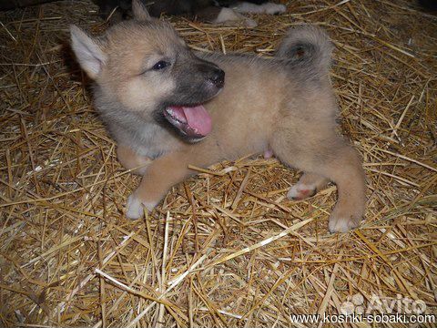 Лаечка весельчак