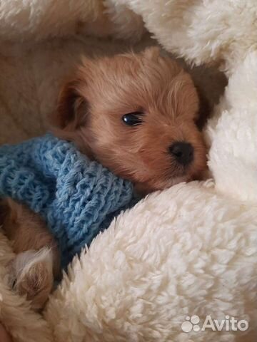 Мальтипу мальчик