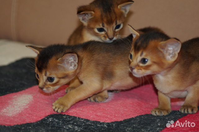 Абиссинские котята