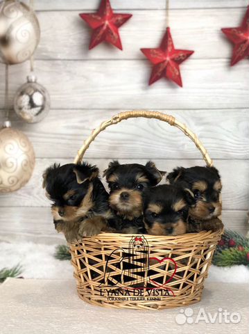 Кукольные щенки йорка