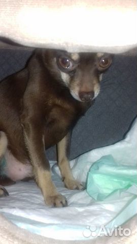 Собака той терьер