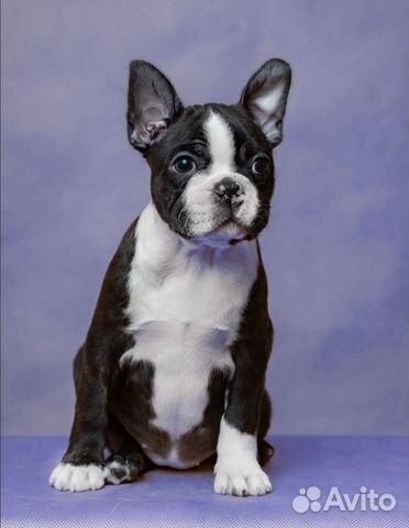 Маленький бостон-терьер