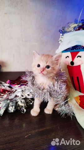 Котята на новый год