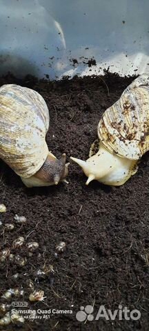 Улитки ахатины