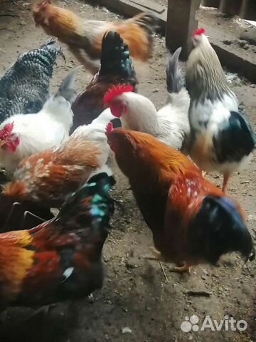 Петухи