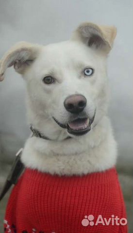 Адольф