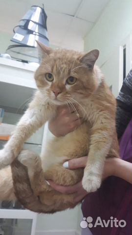 Чудесный Рыжик