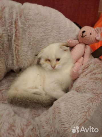 Шотландский особенный котенок
