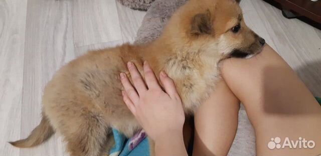 Отдам щенка девочку