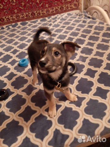 Щенок в добрые руки