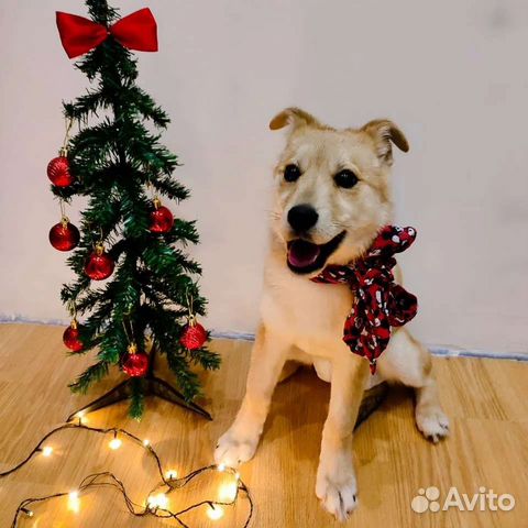 Щенок в добрые руки бесплатно