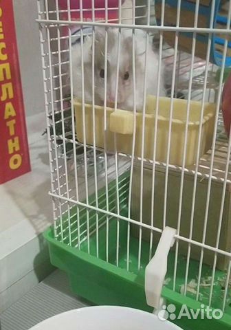 Сирийские хомячки