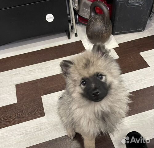 Кеесхонд