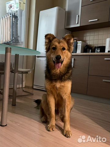 Замечательный парень ищет дом)