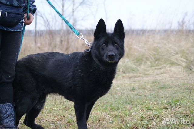 Немецкая овчарка в дар в семью