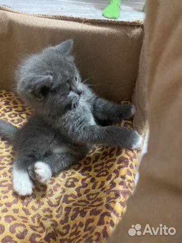 Котята (мама британка)