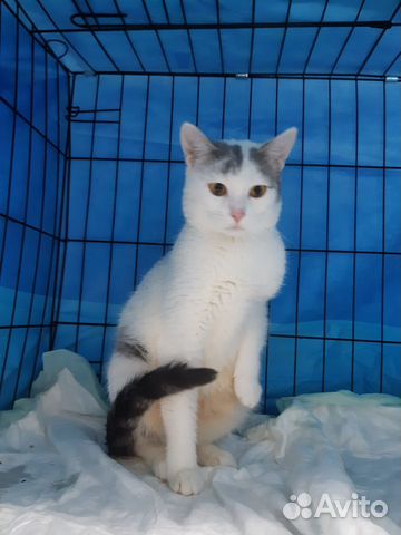 Кошки бесплатно