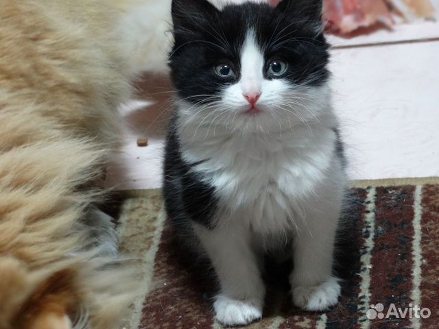 Кот-крысолов