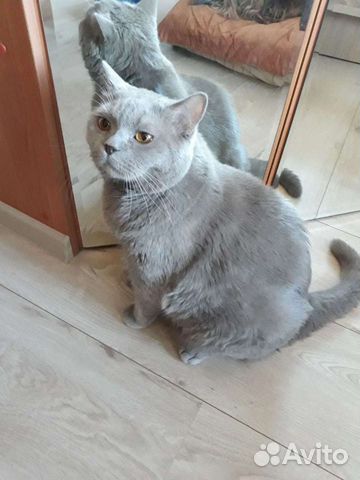 Британский кот