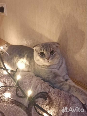 Шотландский вислоухий котенок
