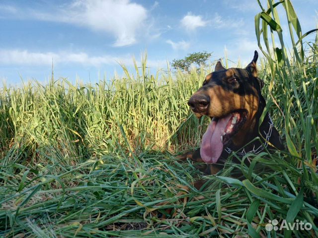 Доберман ищет подружку для вязки, бесплатно