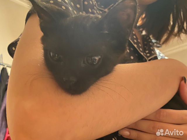 Черная кошка котенок