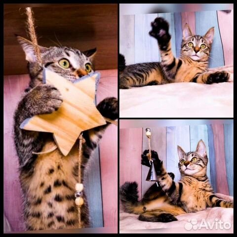 Котята, котёнок тигрёнок малышка в дар