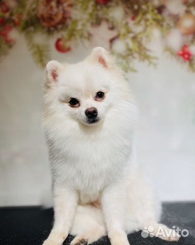 Щенок шпица