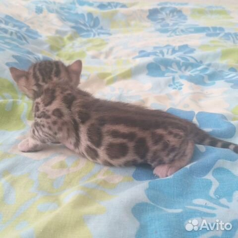Бенгальские котята